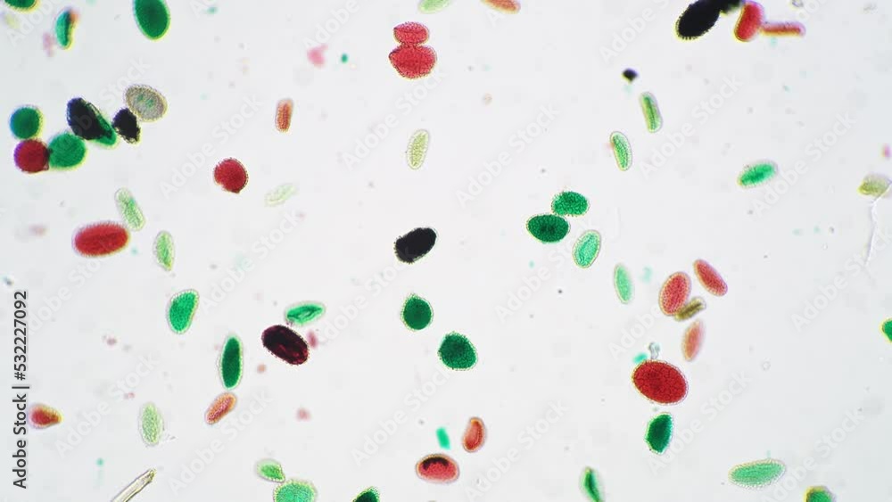 Green and red pollen germination whole mount under microscope with 100 ...