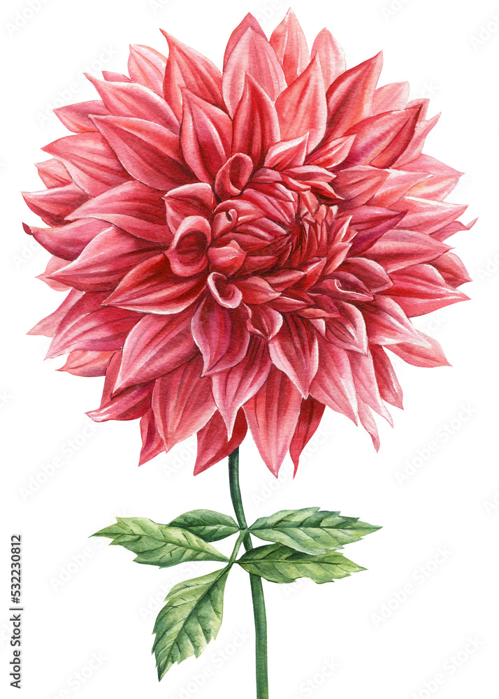 Dahlia flower hand drawing on white background, watercolor botanical ...
