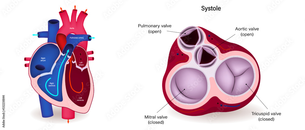 Diagram of blood flow by ventricular systole. Work Stock Vector | Adobe ...