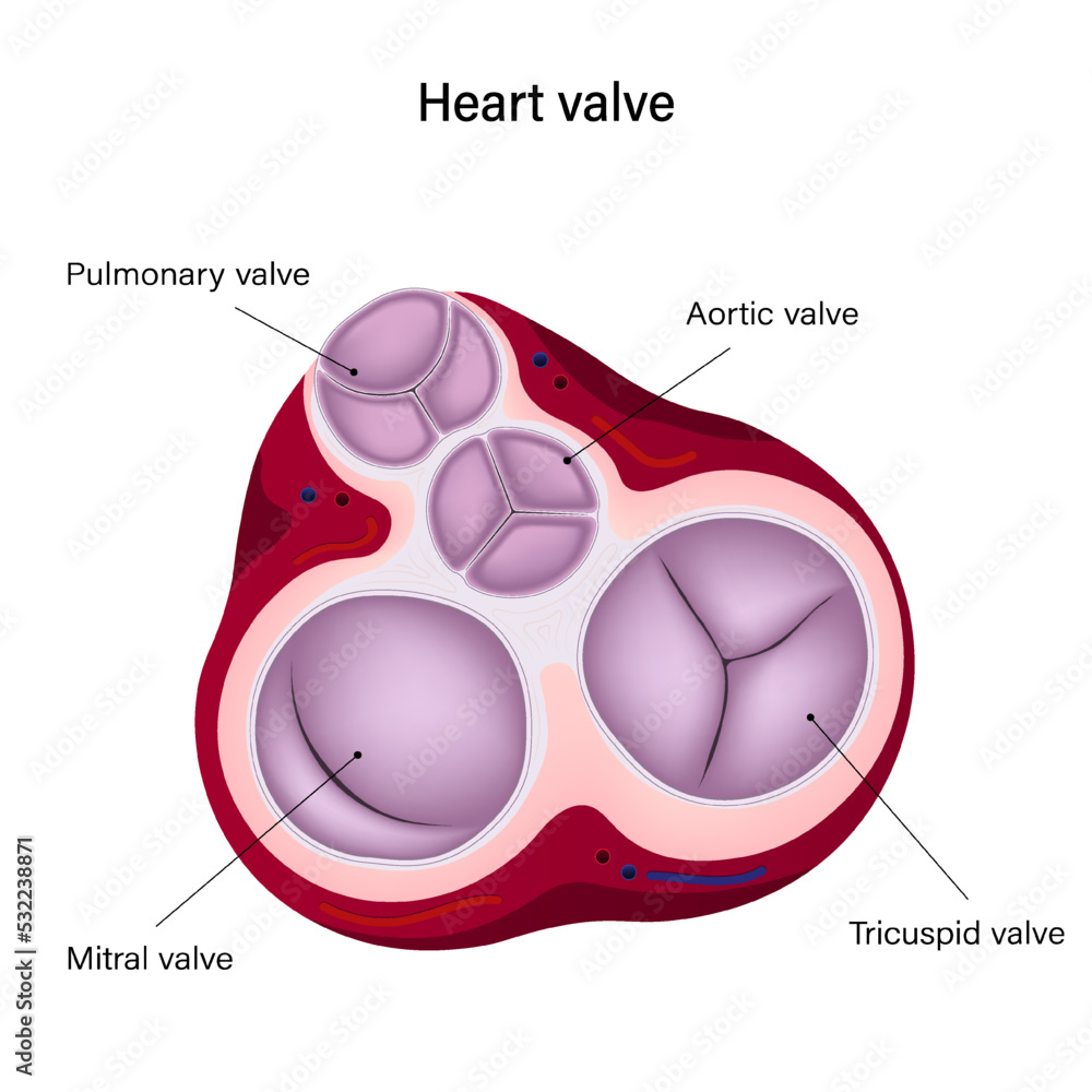 Anatomy of human heart valve. Diastole. Pulmonary valve, Aortic valve ... Anatomy of human heart valve. Diastole. Pulmonary valve, Aortic valve ...