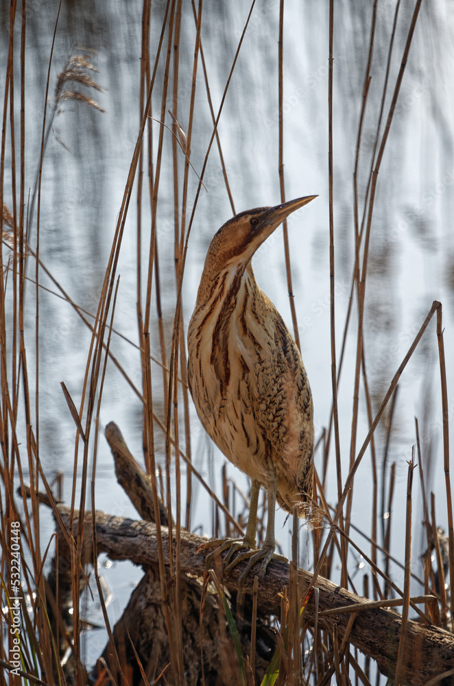Butor étoilé au bord d'un étang (Botauris stellaris) Stock Photo ...