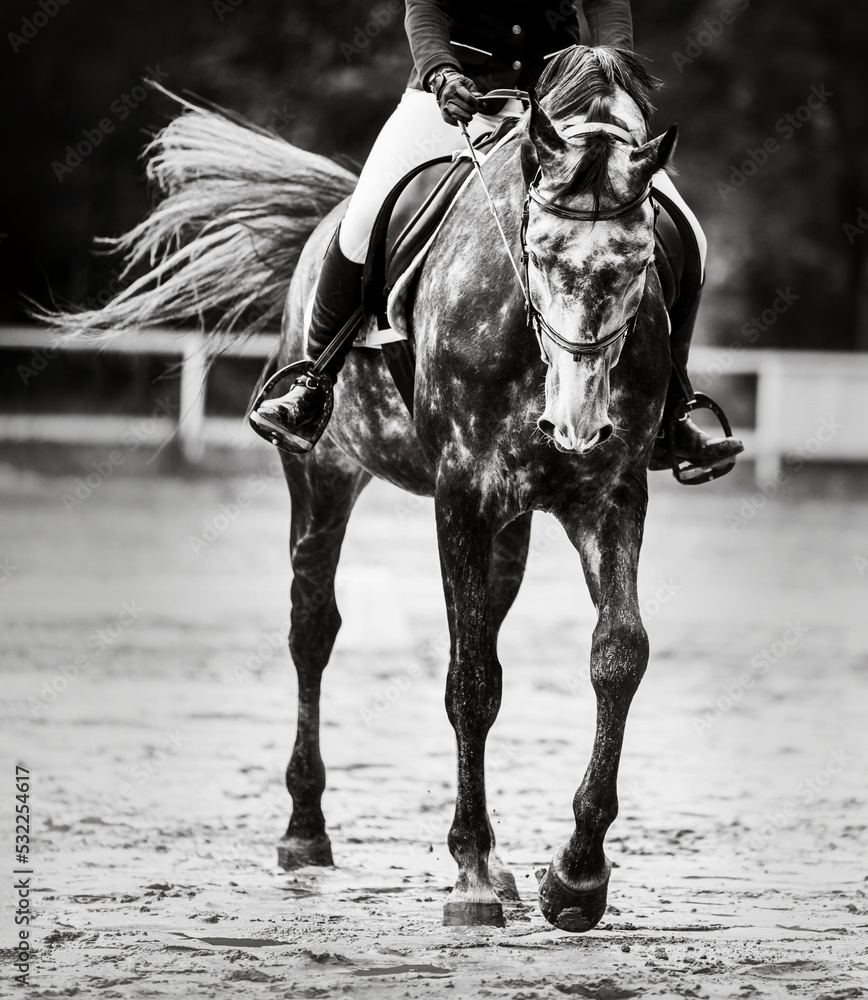 Beautiful Western Horse Photography