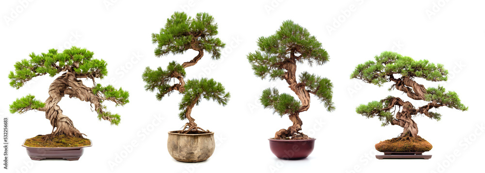 juniper bonsai trees, old and twisted Stock Illustration | Adobe Stock