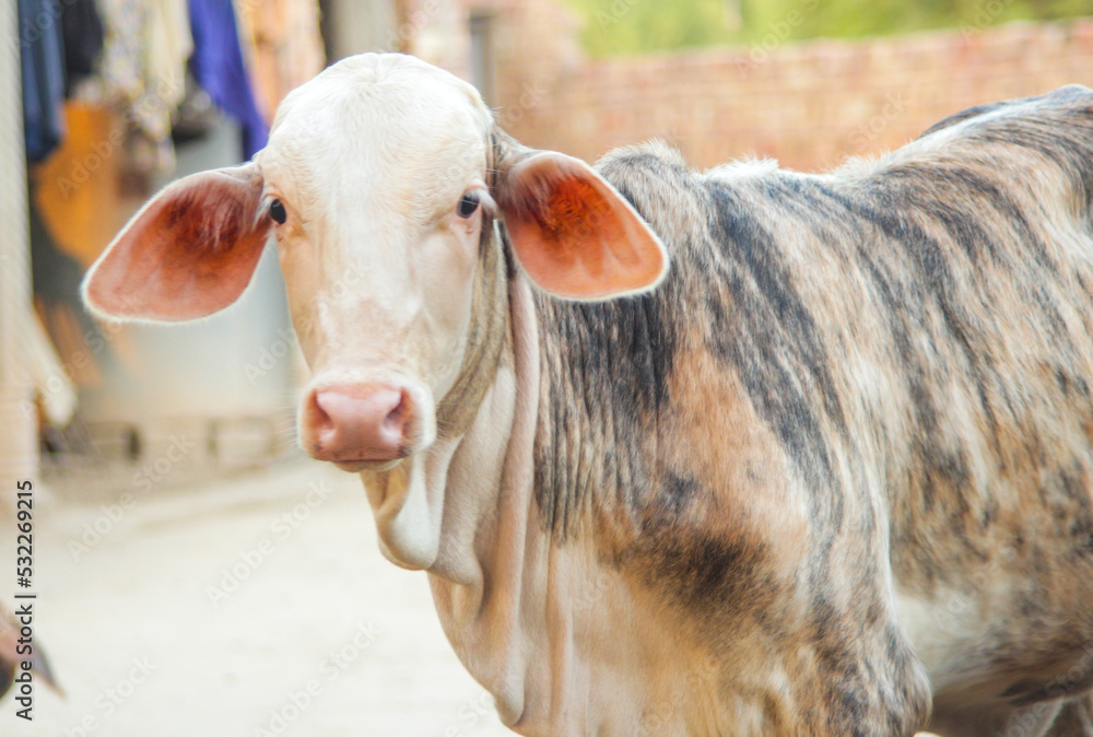 Fotografia do Stock: Capture American Brahman cow. Baby cow of American ...