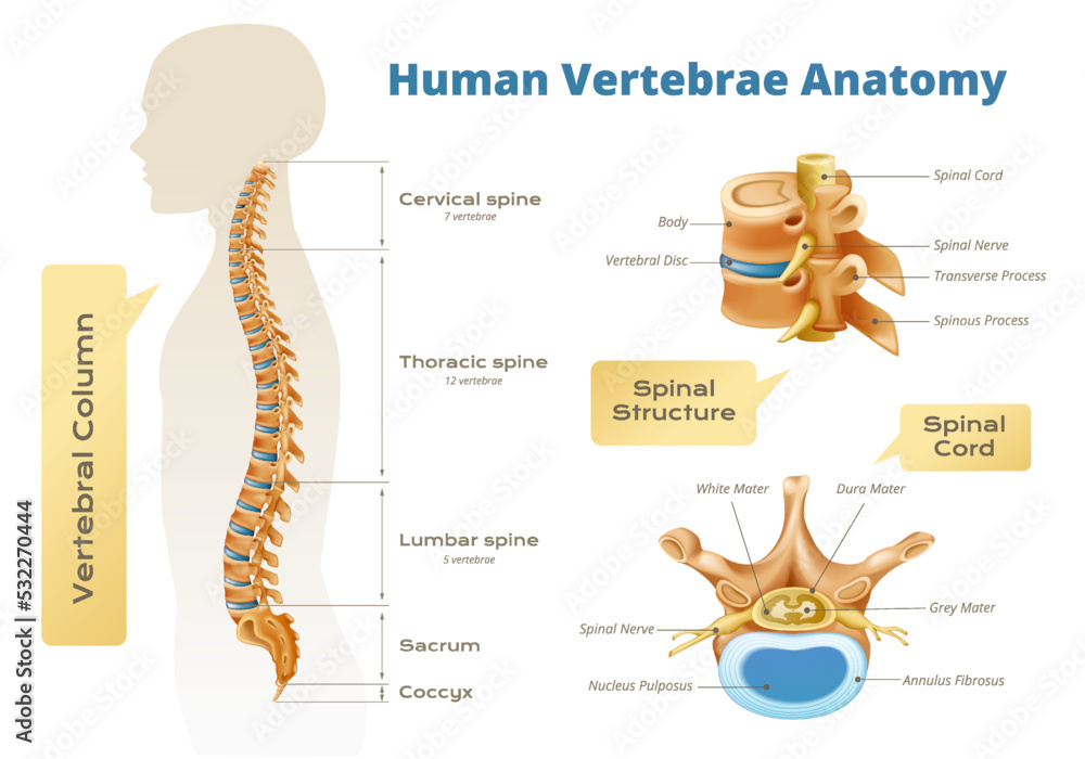 Vertebrae Anatomy Human Infographics Stock Vector | Adobe Stock
