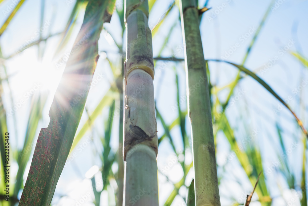 detailed view of a sugar cane stalk in the process of ripening. space ...