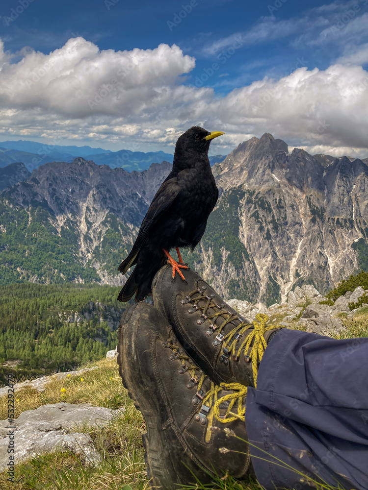 Alpine chough (Pyrrhocorax graculus) begging food from a hiker at ...