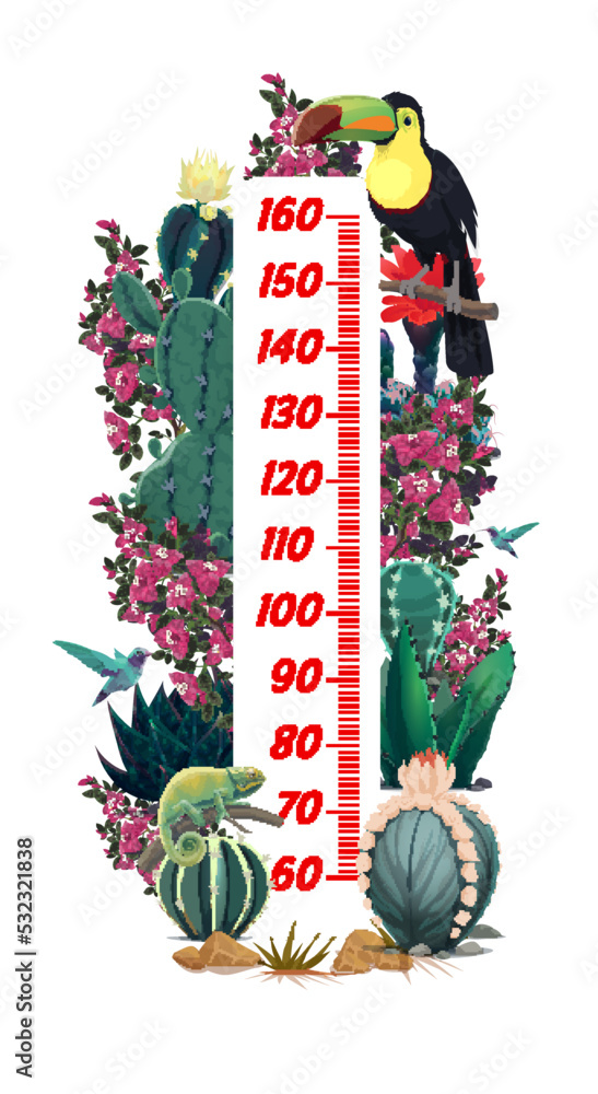 Kids height chart with mexican toucan, cactuses flowers. Child growth ...