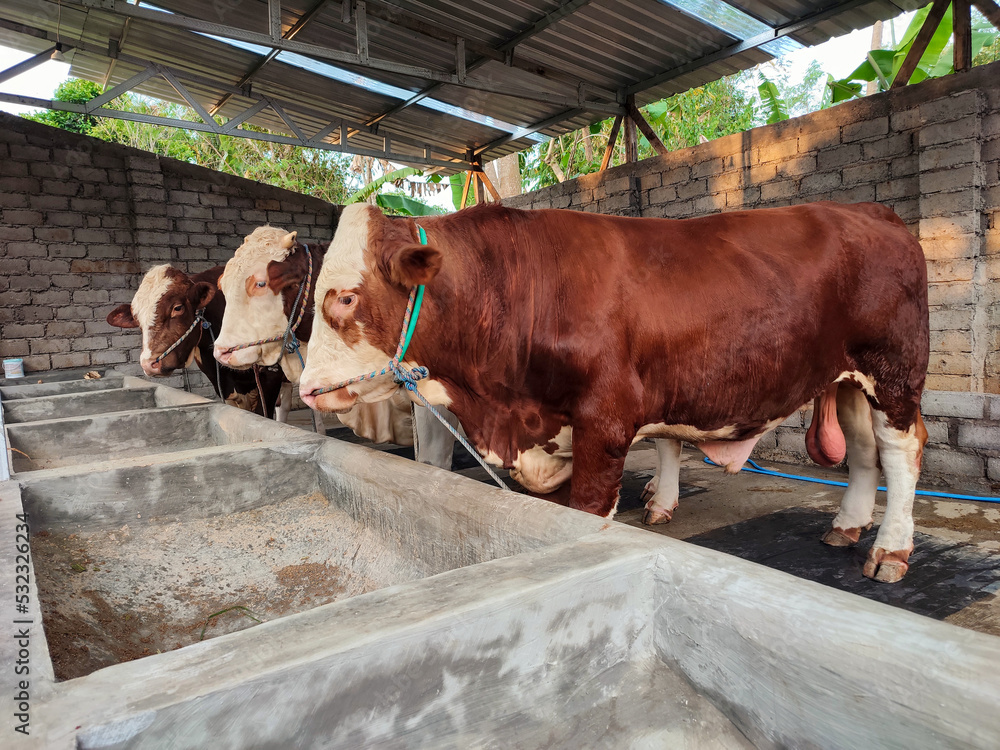 Simmental cattle or sapi peranakan, in farm Stock Photo | Adobe Stock