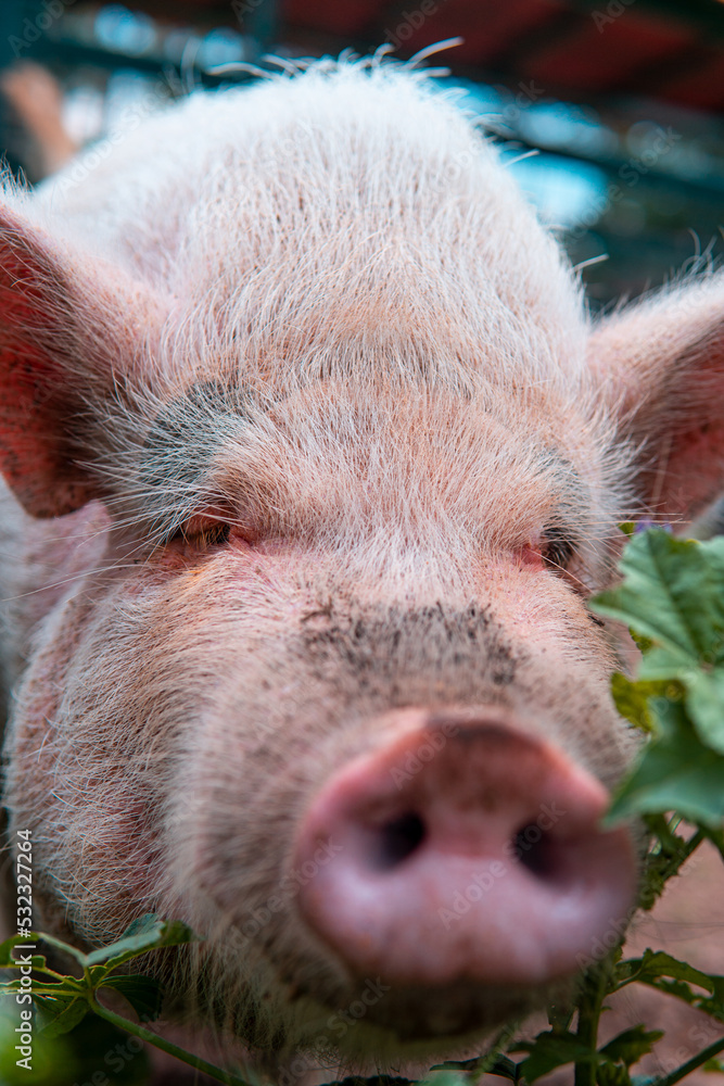 High quality photography. Closeup portrait of the face with dirty nose ...