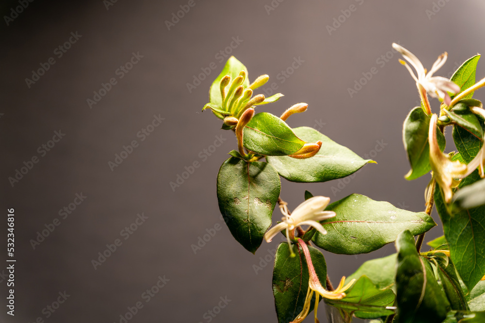 Japanese Honeysuckle Lonicera japonica, Caprifoliaceae. Variegated ...