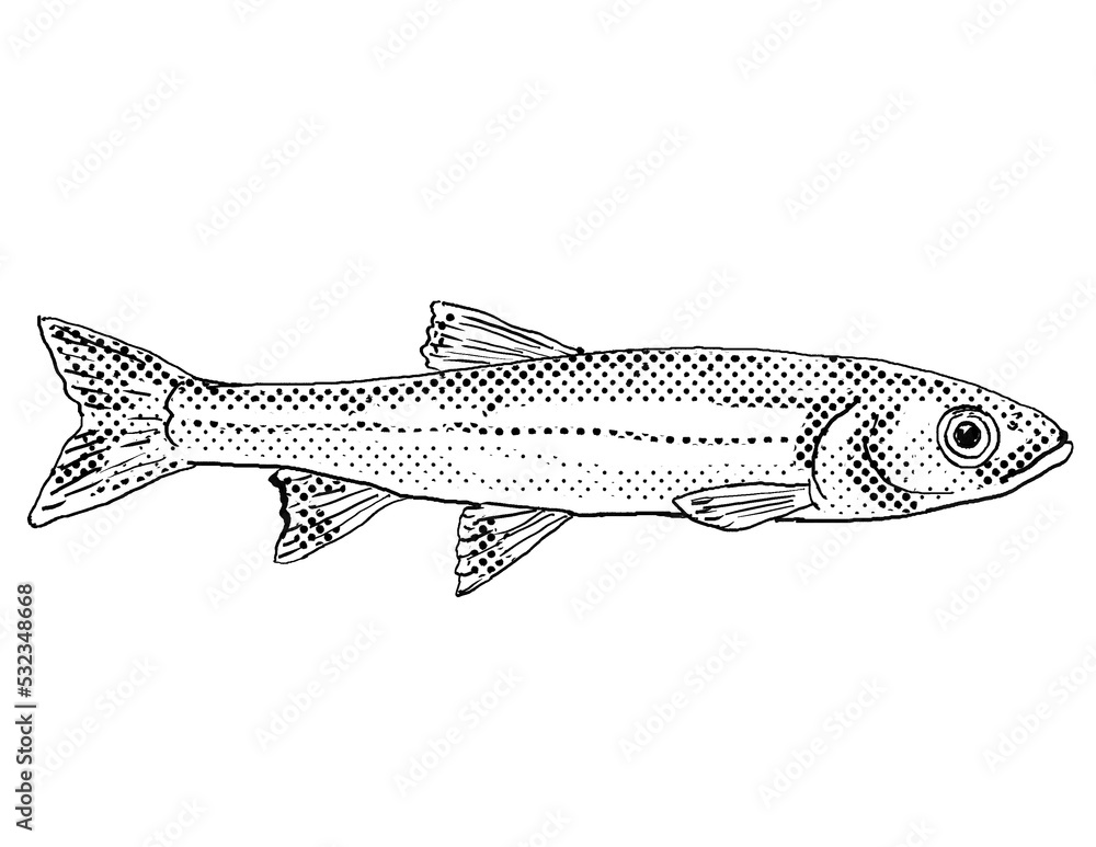 Cartoon style line drawing of a warpaint shiner or Luxilus coccogenis a ...