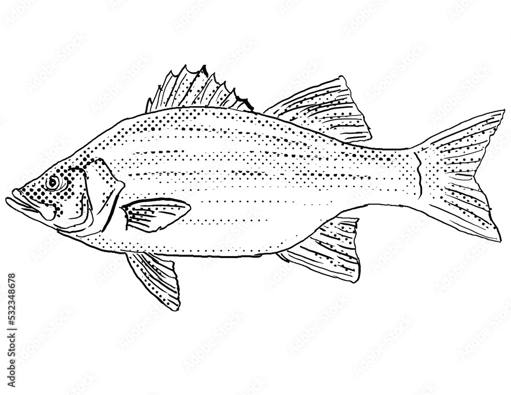 Cartoon style line drawing of a white bass, silver bass or sand bass ...