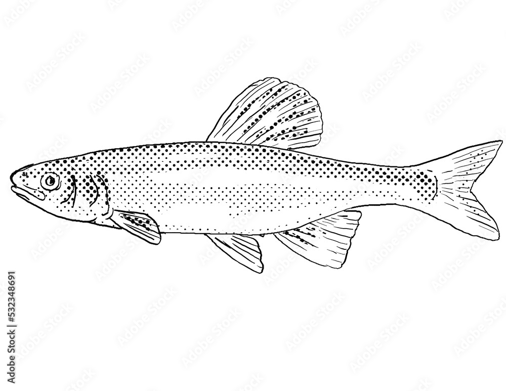 Cartoon style line drawing of a whitetail shiner or Cyprinella ...