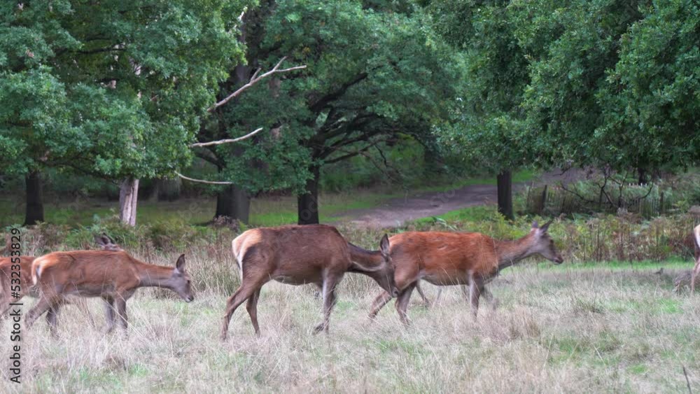 Adorable deer herd walks in grass meadow near forest hiking trail Stock ...