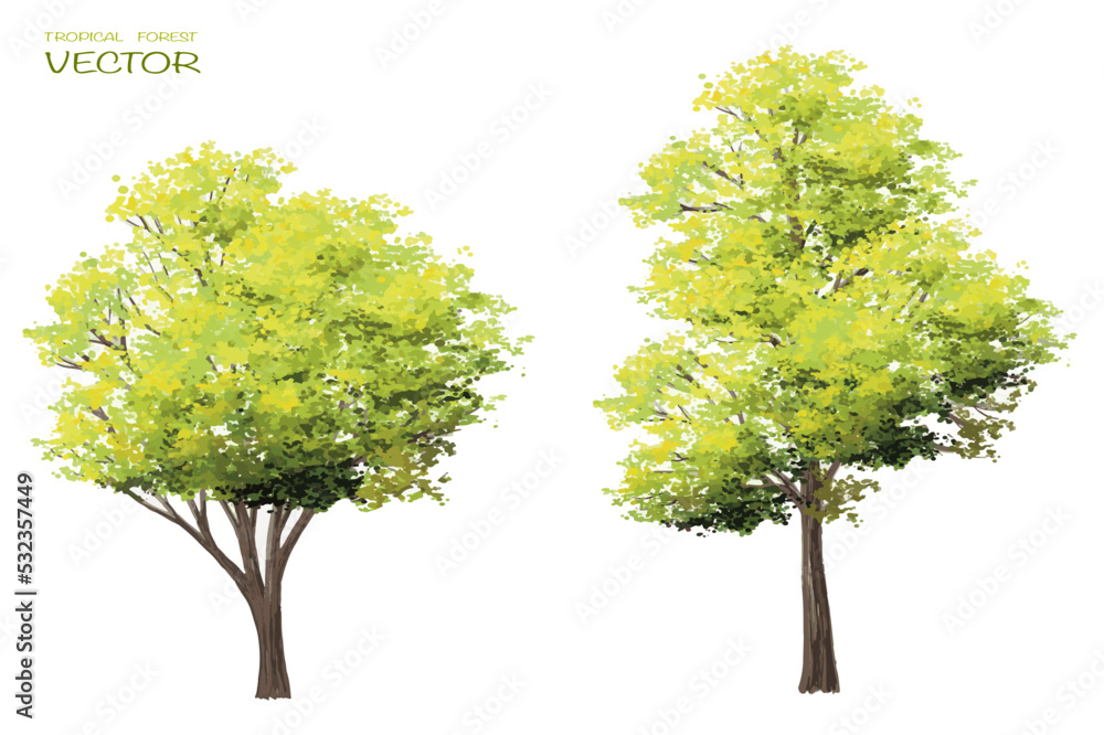 Vector watercolor of tree side view isolated on white background for ...