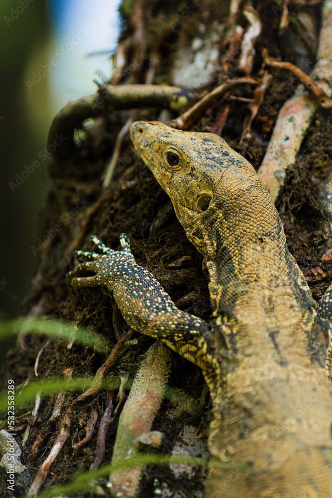 Water Monitor Lizard Stock Photo | Adobe Stock