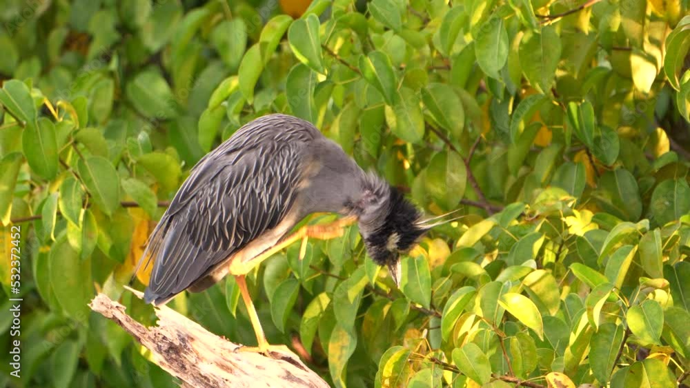 Wildlife in Super Slow Motion 4K 120fps: Night Heron bird in the ...