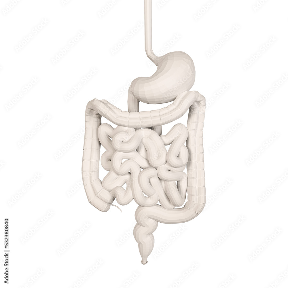 Volumetric white model of the intestine on a background. 3D rendering ...