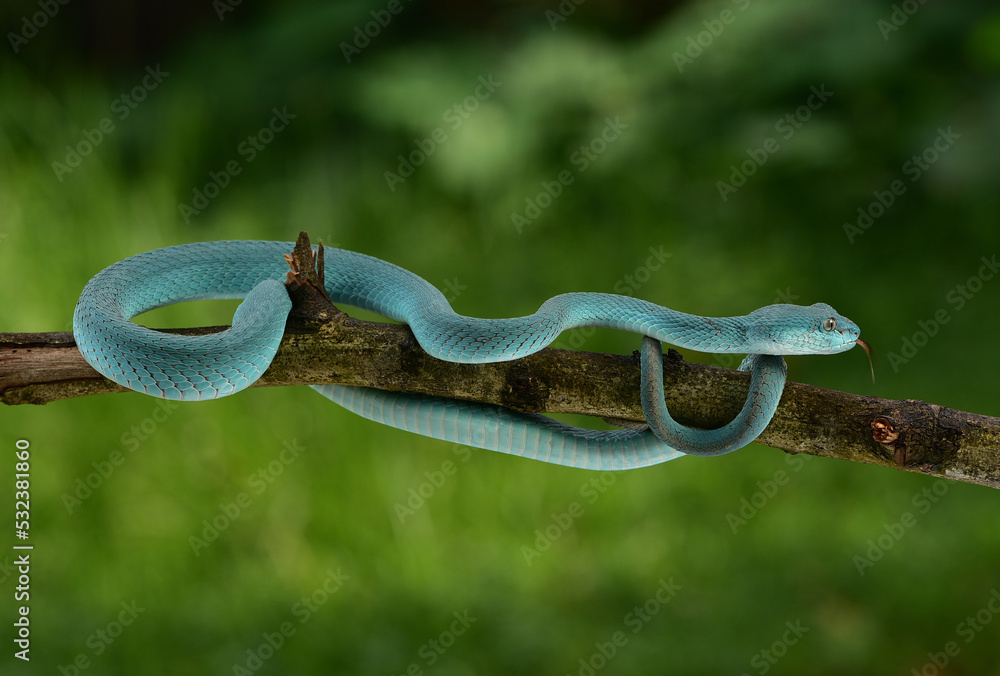 Trimeresurus insularis, Indonesian pit viper, Lesser Sunda Islands pit ...