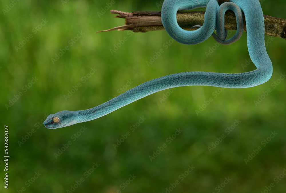 Trimeresurus insularis, Indonesian pit viper, Lesser Sunda Islands pit ...