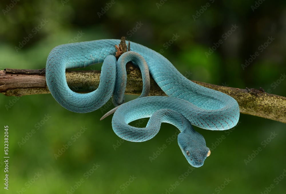 Trimeresurus insularis, Indonesian pit viper, Lesser Sunda Islands pit ...