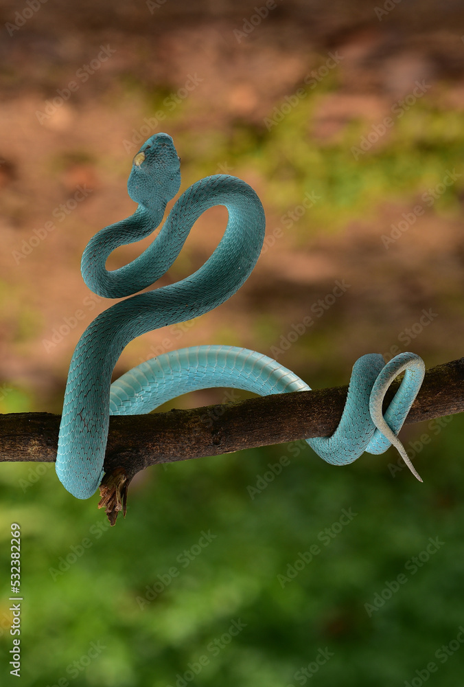 Snake hiss, Trimeresurus insularis, Indonesian pit viper, Lesser Sunda ...