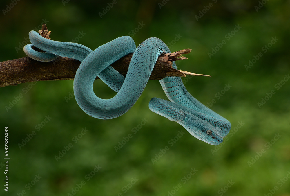 Trimeresurus insularis, Indonesian pit viper, Lesser Sunda Islands pit ...