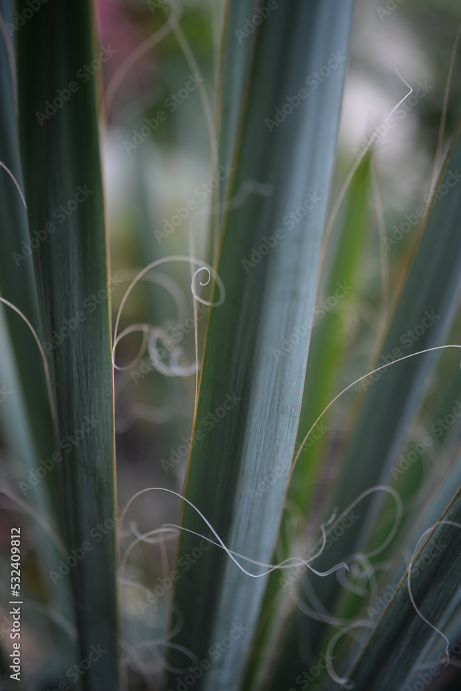 Yucca filamentosa green leaves blue yucca filamentous diagonally close ...