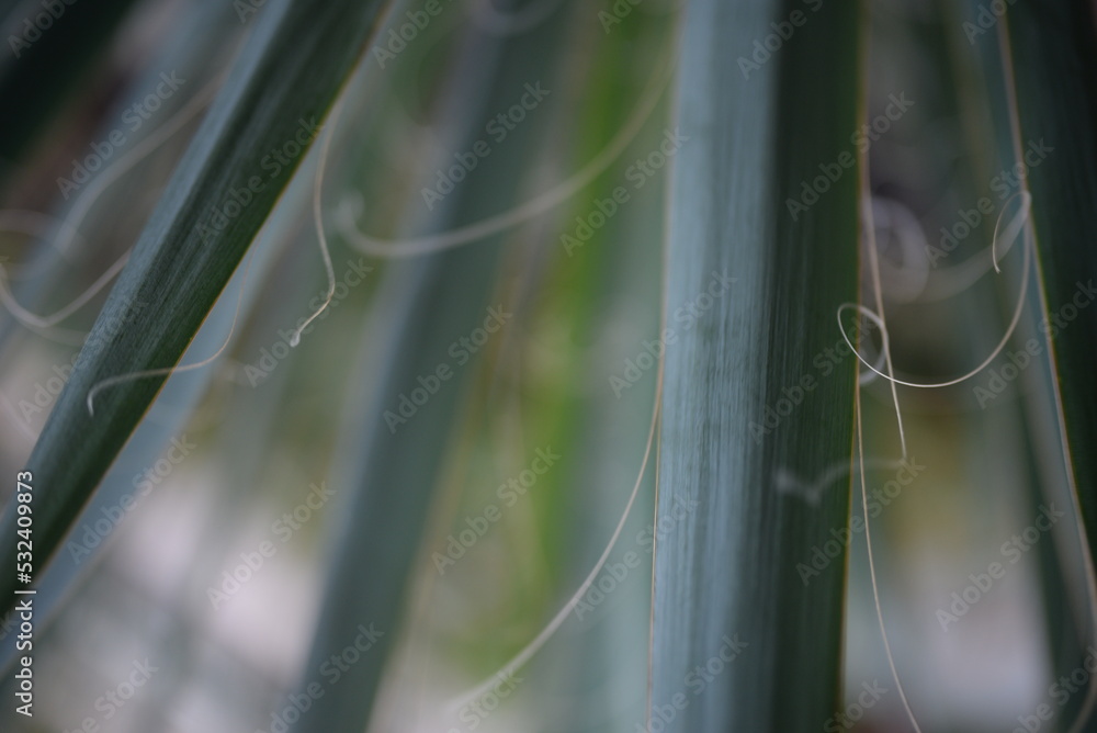 Yucca filamentosa green leaves blue yucca filamentous diagonally close ...