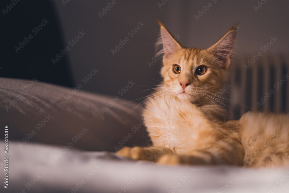 Adorable red puppy Maine Coon cat. Oldest natural breeds in North ...