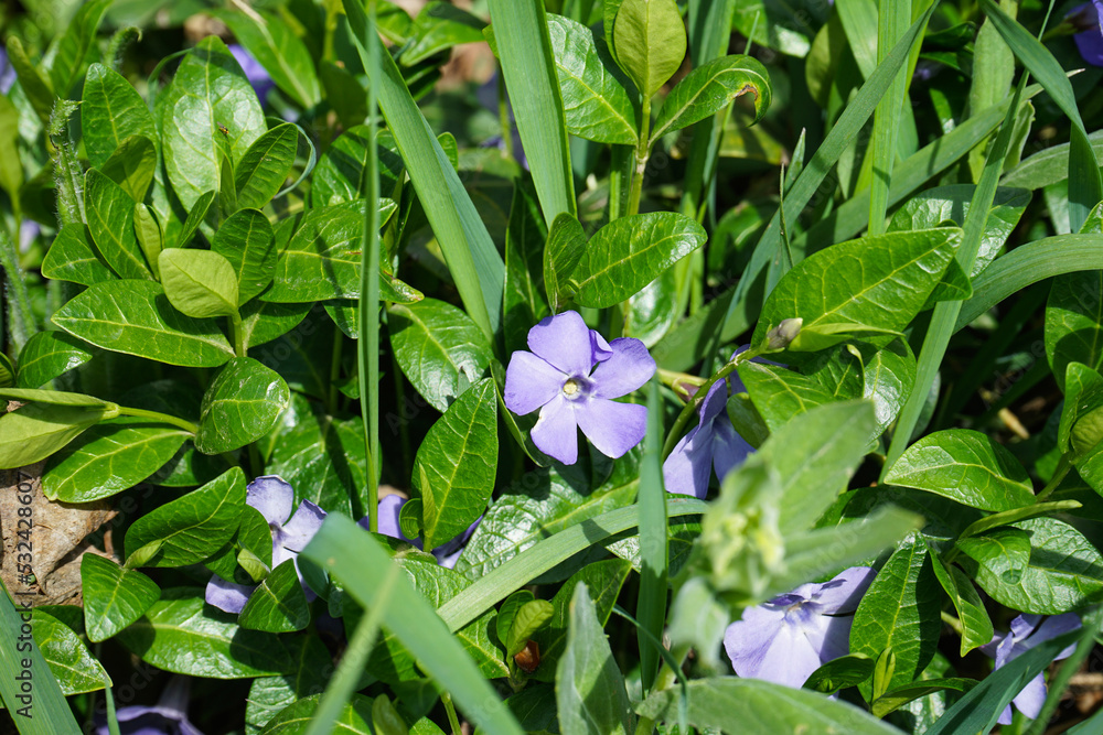 Vinca minor (common names lesser periwinkle, dwarf periwinkle, small ...