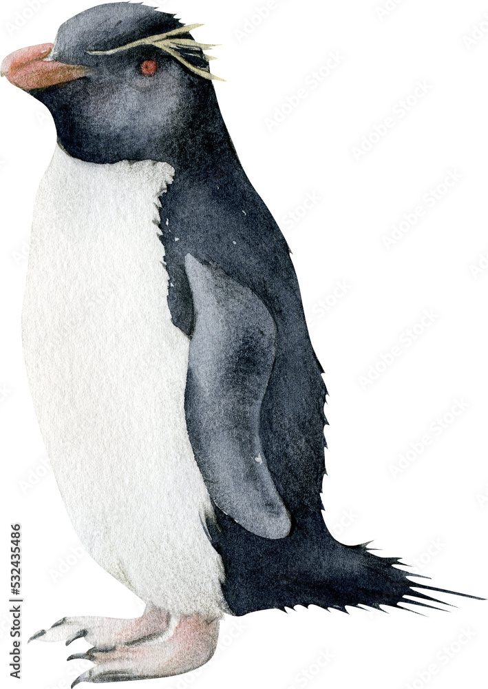 Hand-drawn watercolor southern rockhopper penguin illustration isolated ...