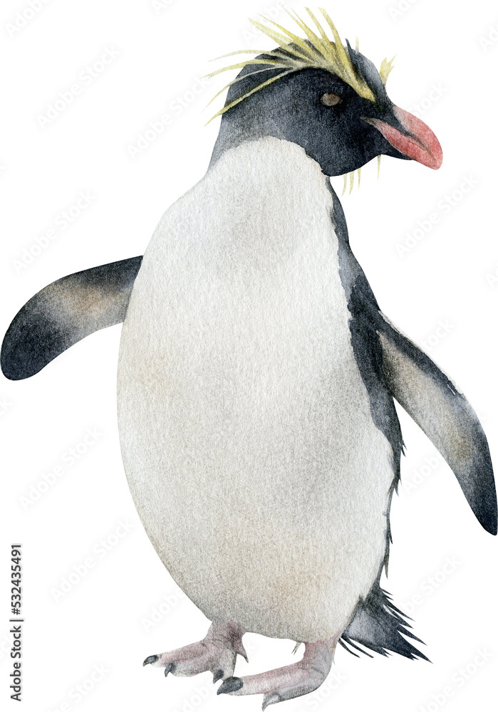 Hand-drawn watercolor northern rockhopper penguin illustration isolated ...