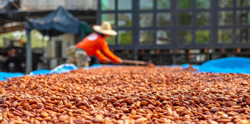 Agriculture of cocoa farmers brown organic cocoa beans sun-drying on a ...
