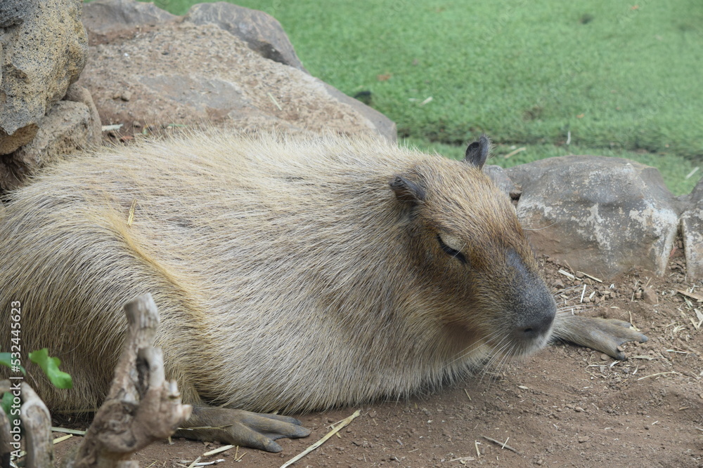 DETALLE DE CAPYBARA, EL ROEDOR MÁS GRANDE DEL MUNDO. Stock Photo ...