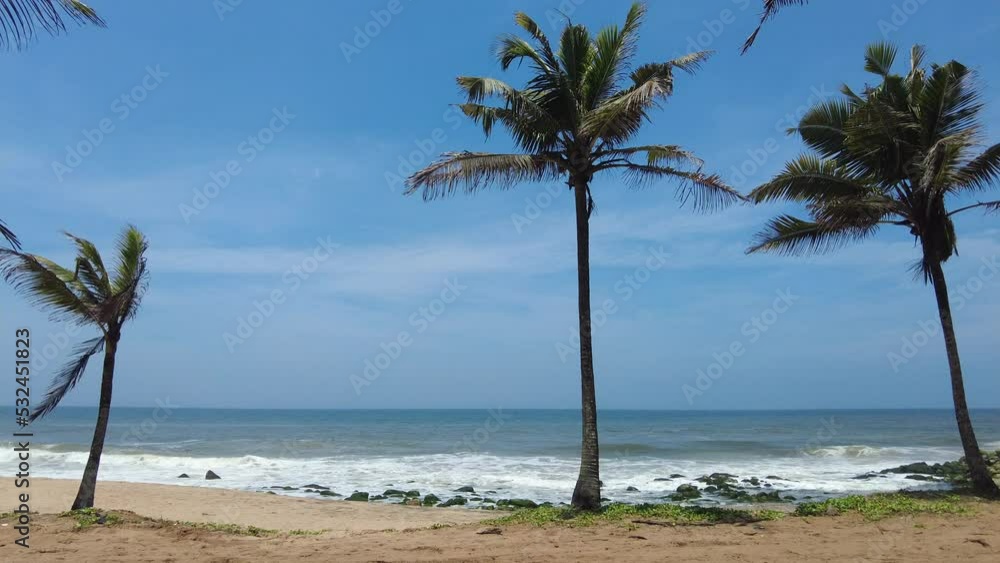 Coconut palm trees on the beach, Kanyakumari district, Tamil Nadu ...
