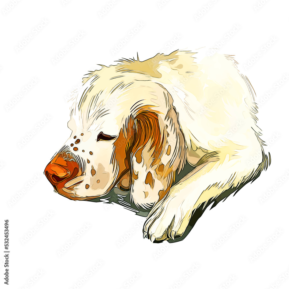 Clumber Spaniel Dog Breed Watercolor Sketch Hand Drawn Painting ...