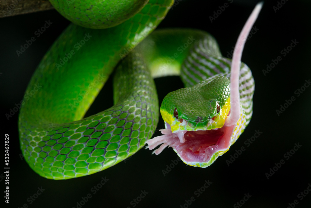 Green Snake Eating Mouse