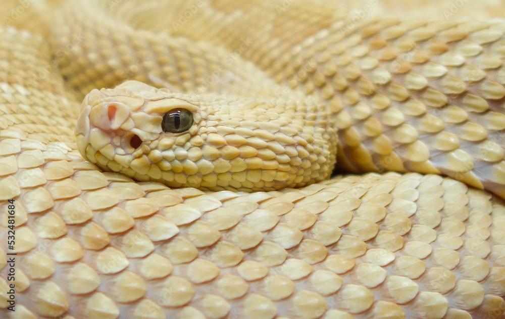 Bothrops insularis snake, known as the Golden lancehead. Close up view ...