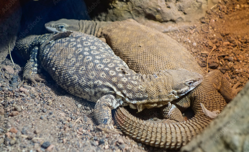 Spiny-tailed monitor, aka ridge-tailed, Australian species of lizard ...