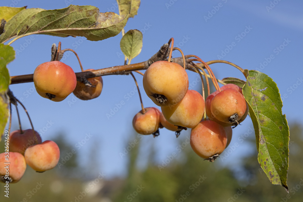 Foto de Fruits du pommier d'ornement à fleurs Malus Golden Hornet do ...
