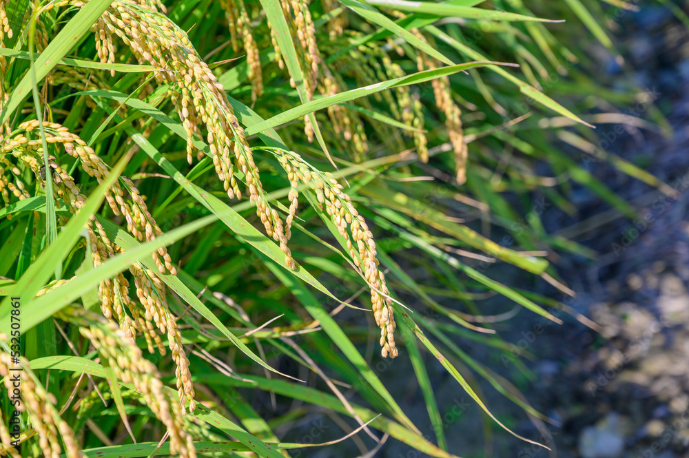 Foto de Korean traditional rice farming. Korean rice farming scenery ...