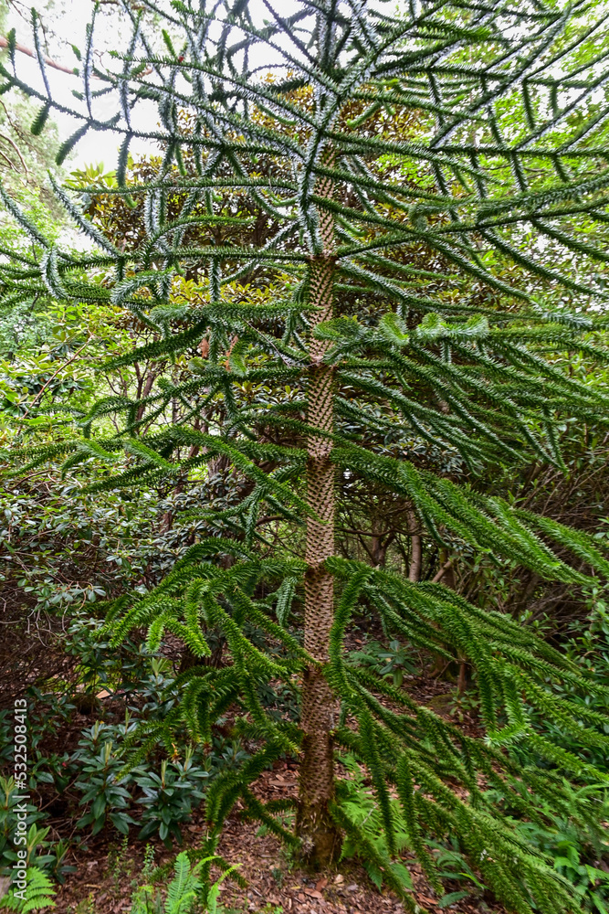 Brazilian Araucaria (Araucaria angustifolia) tree in Inverewe Garden ...