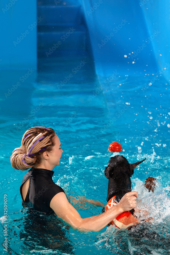 Dog in life jacket swim in the swimming pool with coach. Pet ...