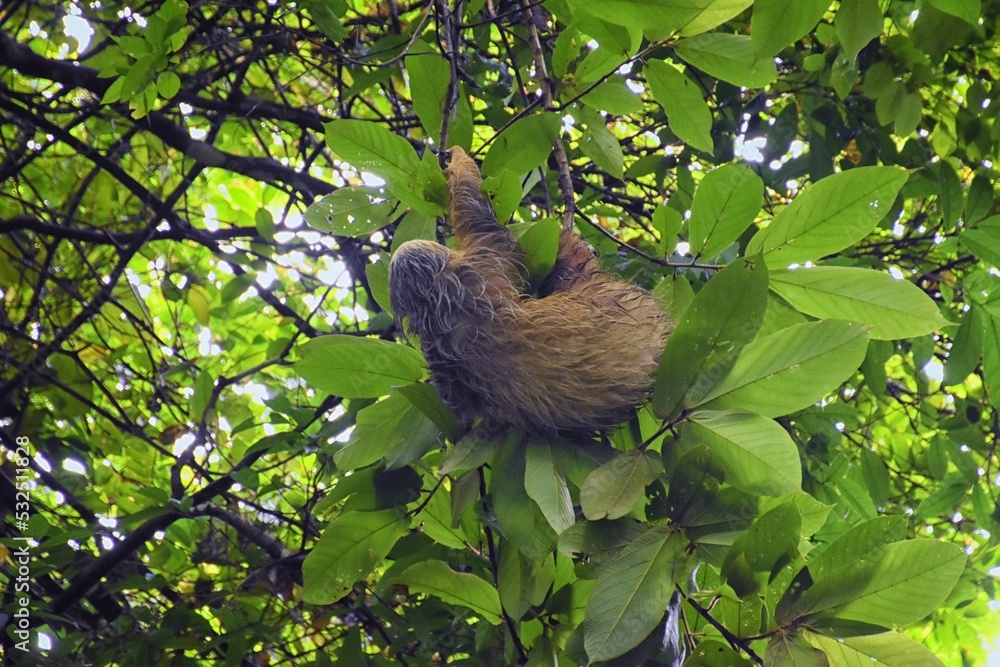 Sloth in the branches of a tree in the Parque Nacional Manuel Antonio ...