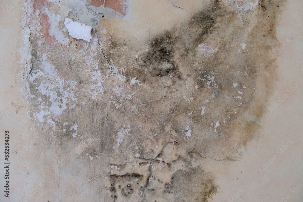 collapsing house with dilapidated walls and wet ceiling, gray mold on ...