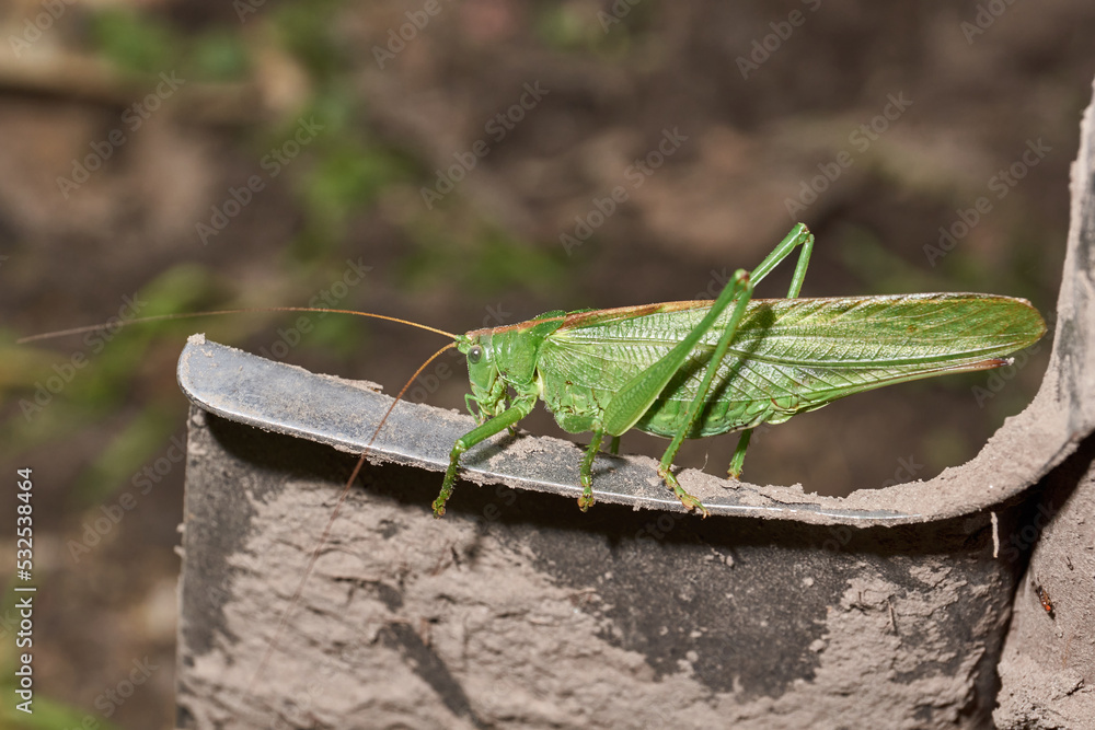The green grasshopper, or ordinary grasshopper (lat. Tettigonia ...