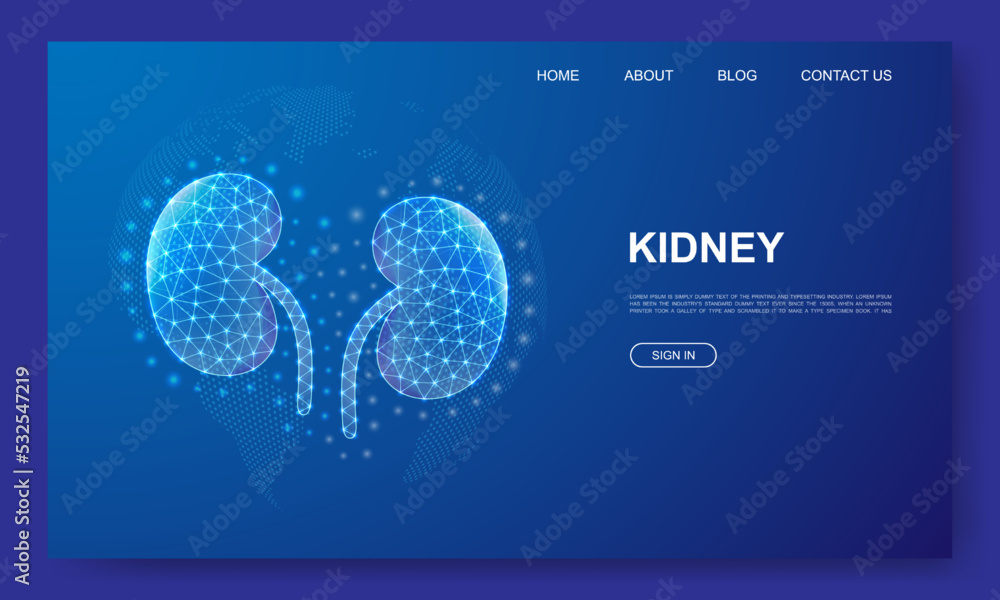 Kidneys 3d low poly website template. Urinary design illustration ...
