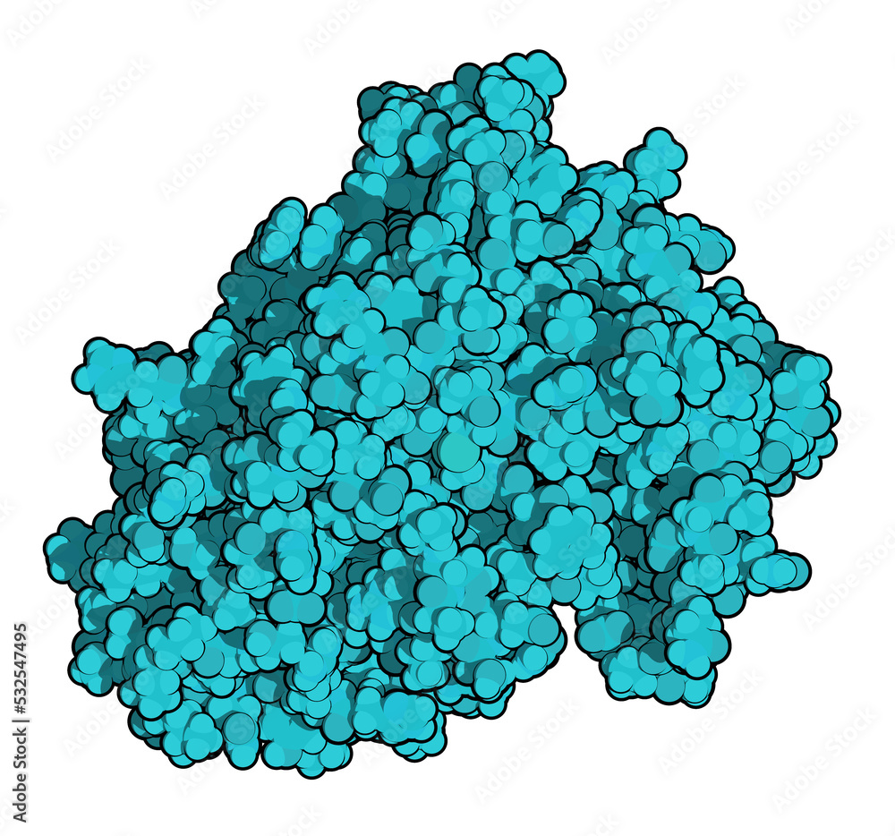 Beta-secretase 1 (BACE1, aspartyl protease domain). BACE inhibitors are ...